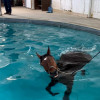 Water Conditioning & Strength Training for Horses | Felton, DE ...